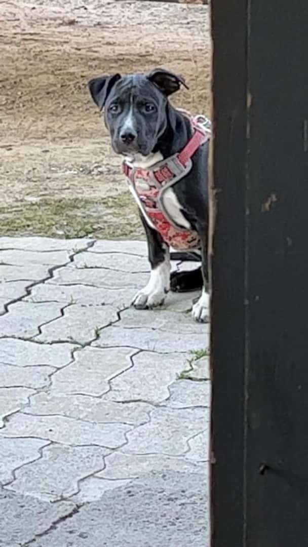 Technician Tuesday: Destinee Blood-Pattison | West Herr Auto Group